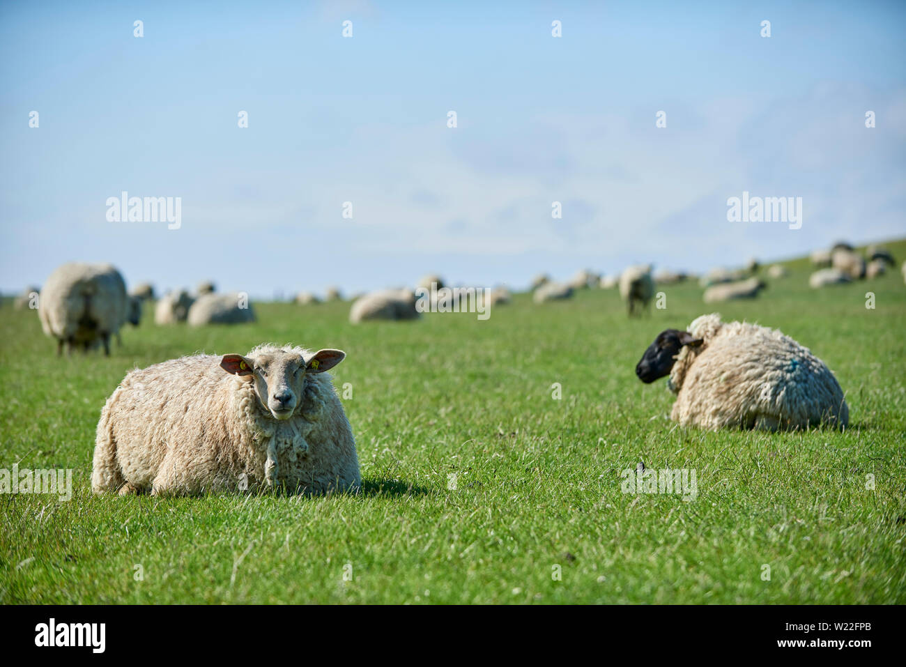 Schafe wiese hi-res stock photography and images - Alamy