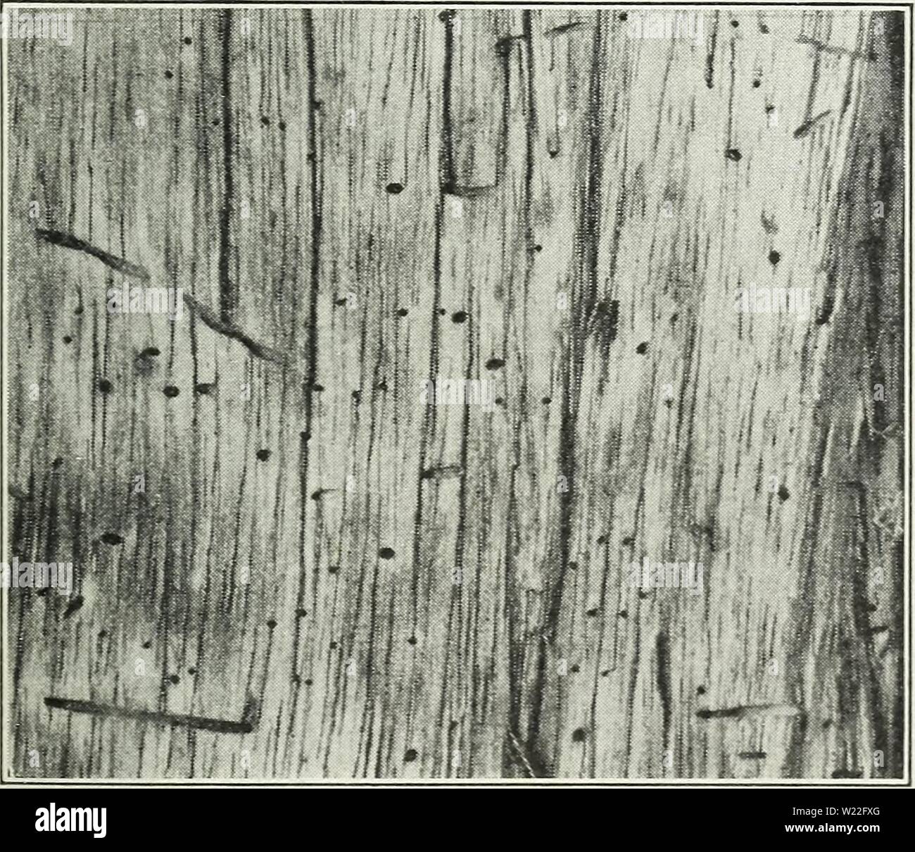Archive image from page 14 of Defects in timber caused by. Defects in ...
