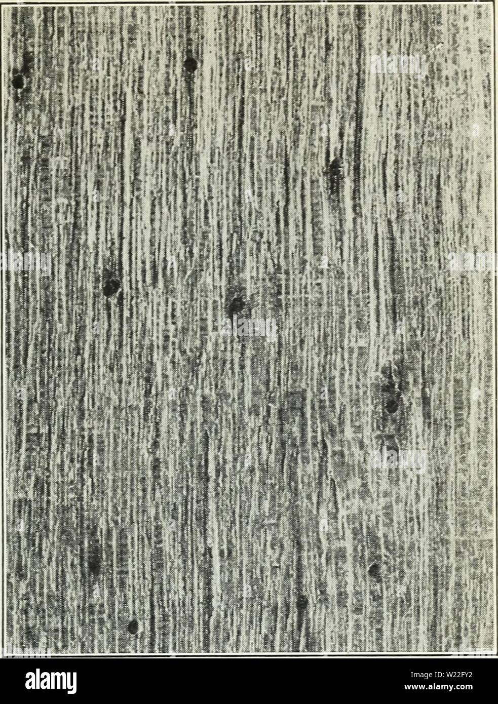 Defects in timber hi-res stock photography and images - Alamy