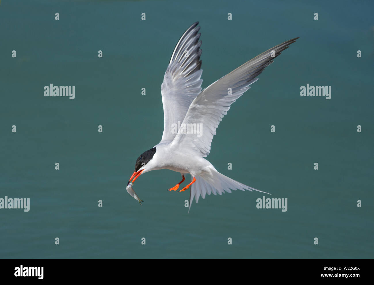 Common tern with fish hi-res stock photography and images - Alamy