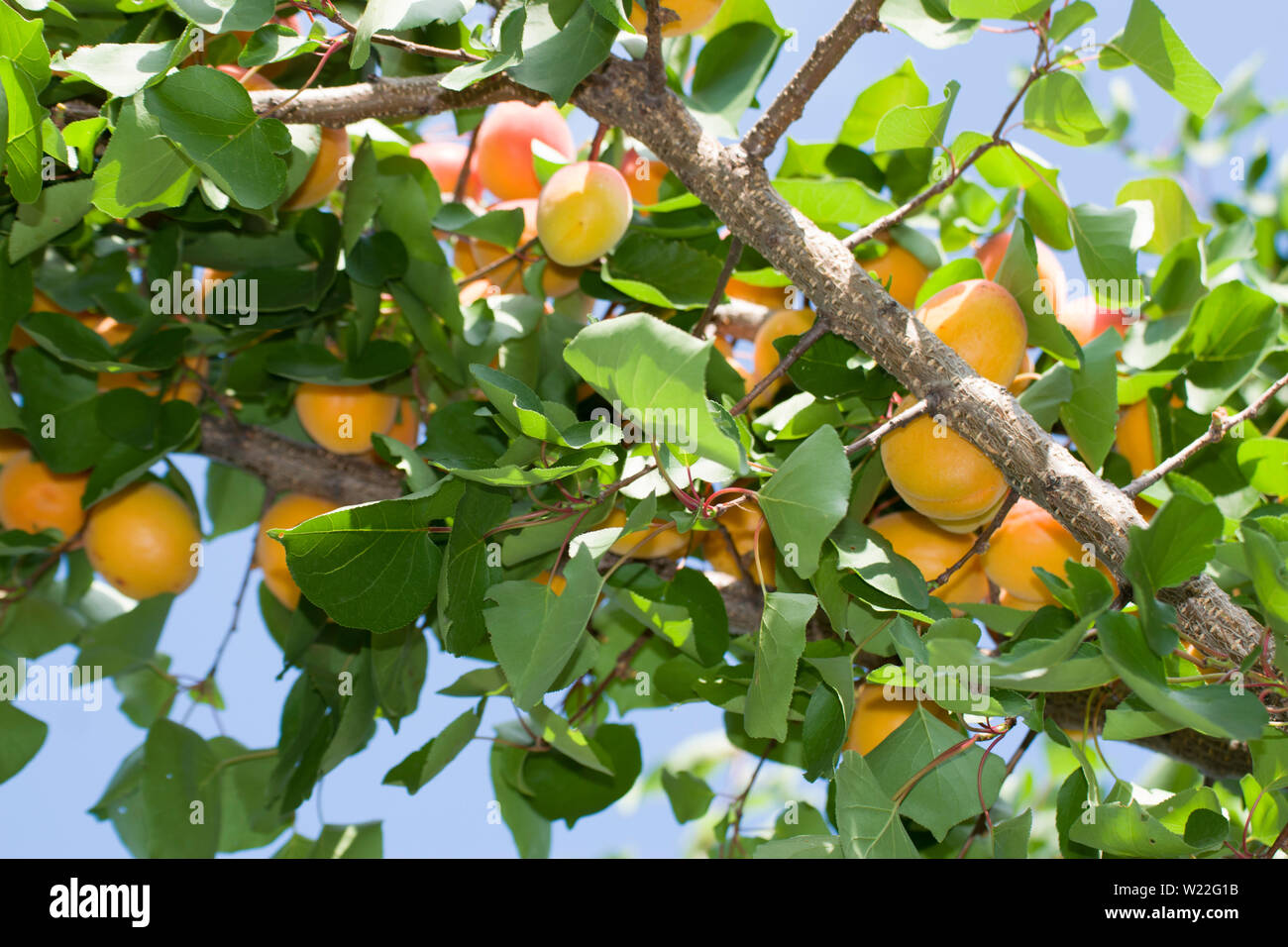 Apricot spots hi-res stock photography and images - Alamy