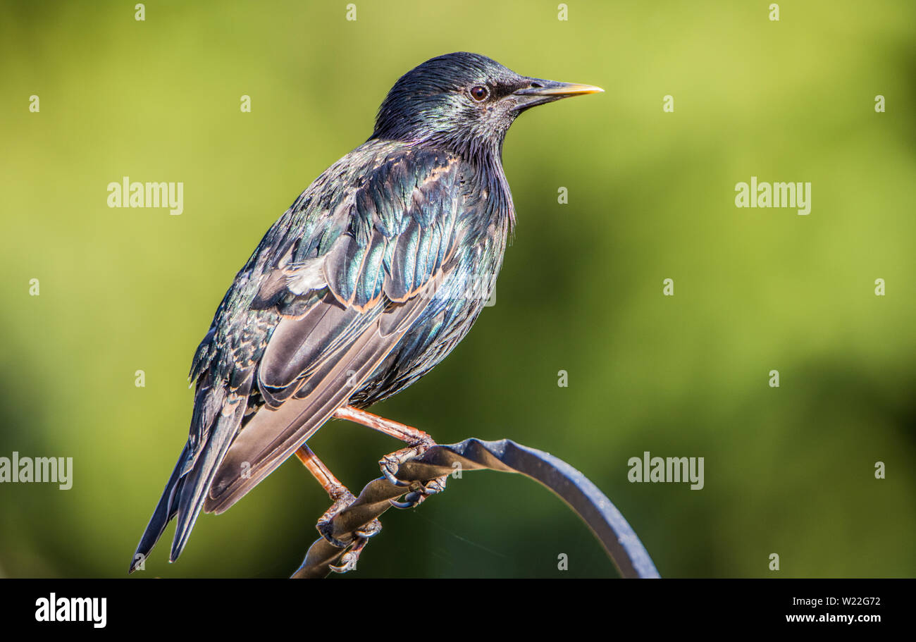 Starling, Adult Starling, wild birds, shining and colourful in the ...