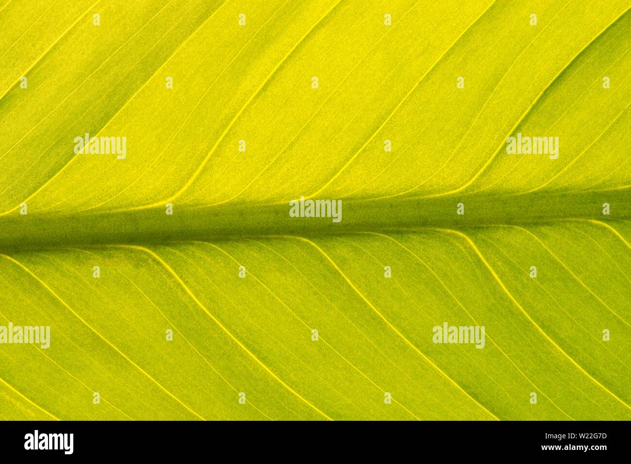 Horizontal macro image of a Peace Lily leaf (Spathiphyllum) with back ...