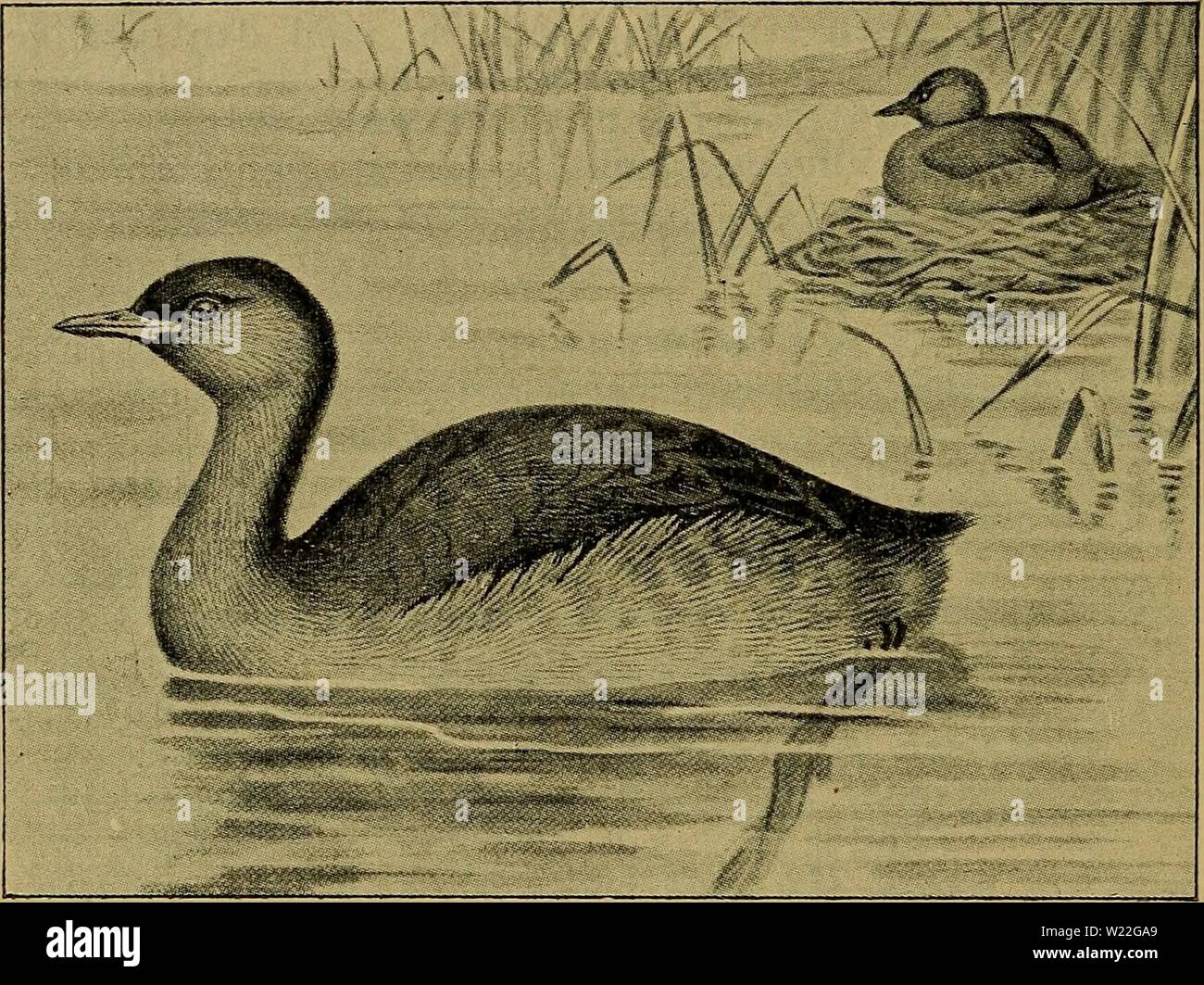 Archive image from page 15 of Danmarks fauna; illustrerede haandbøger ...
