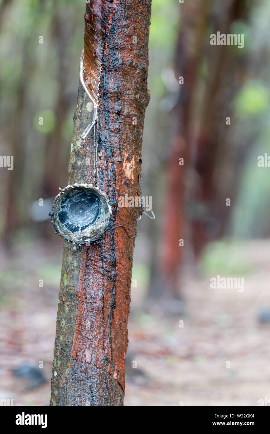 Para rubber tree hi-res stock photography and images - Alamy