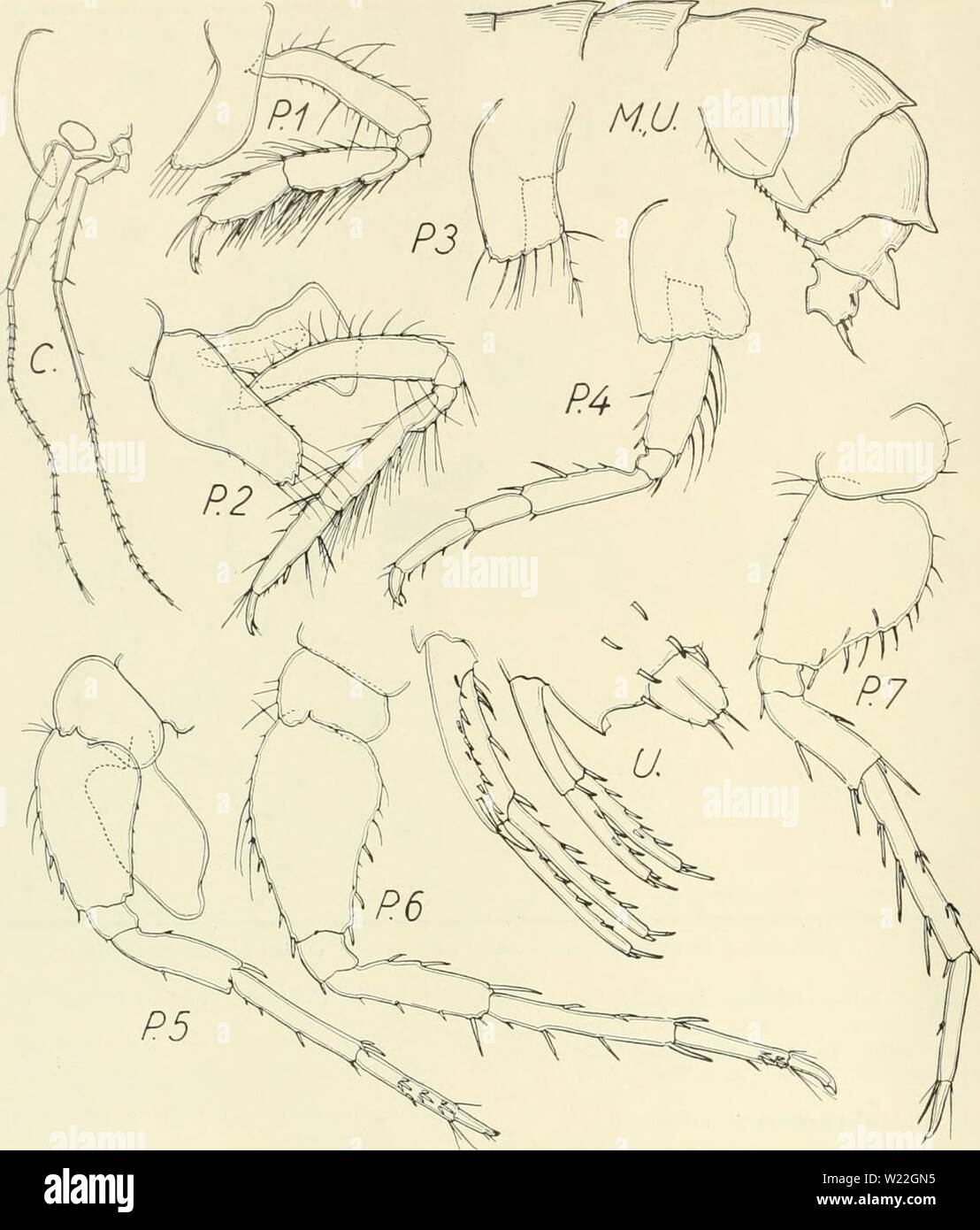 Broad rostrum hi-res stock photography and images - Alamy