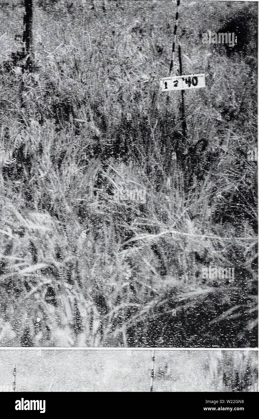 Archive image from page 15 of The Dalles pocket gopher and. The Dalles ...