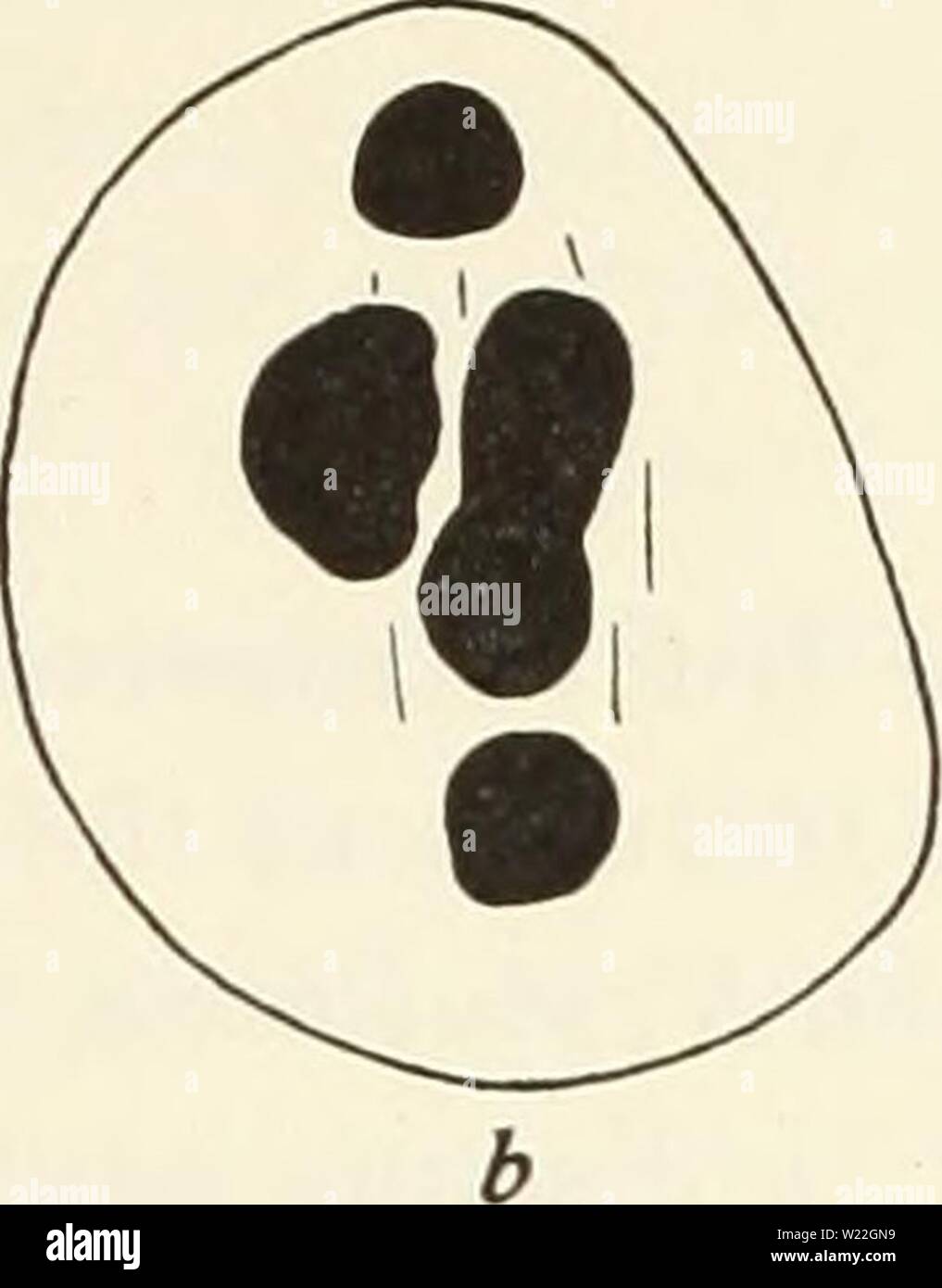 Study of squash or pumpkin plants this is a drawing hi-res stock ...