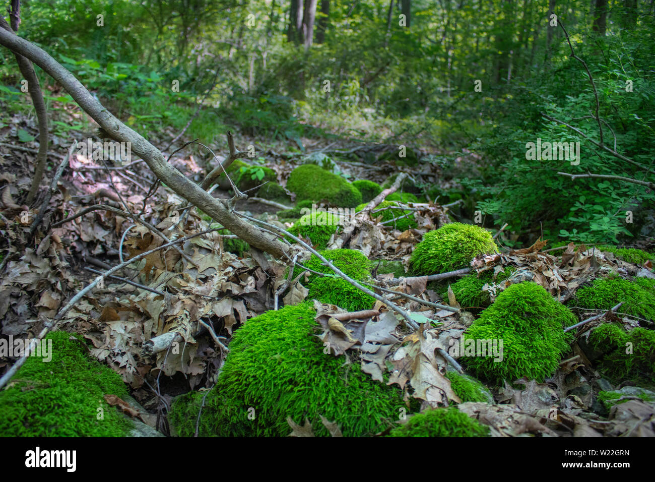 moss on a fallen tree limb with leaves and plants Stock Photo - Alamy
