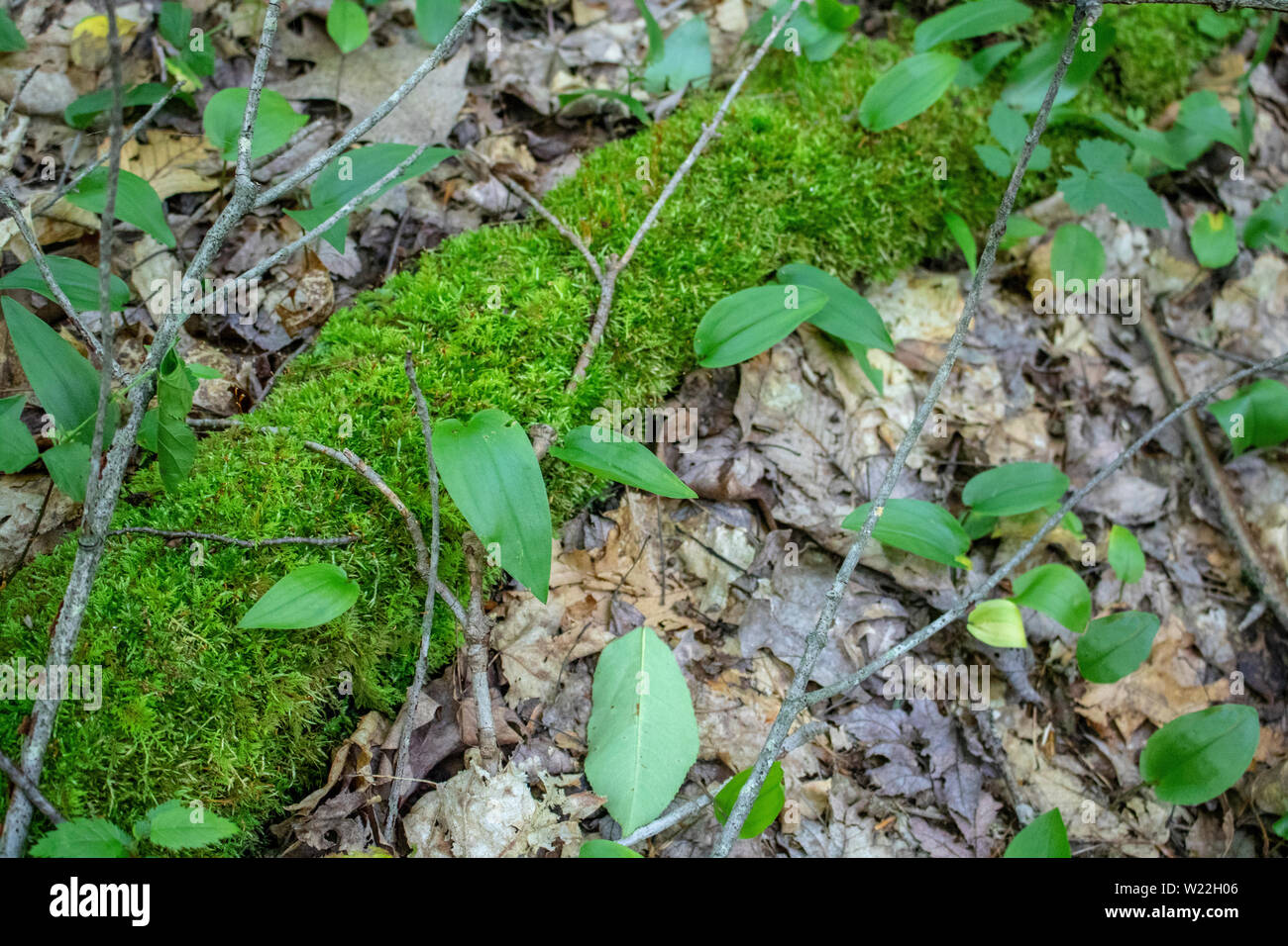 Plants limb hi-res stock photography and images - Alamy