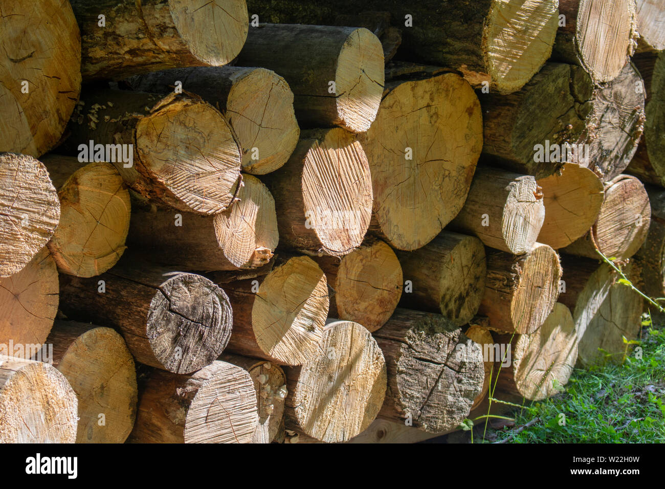 Two logs that were cut hi-res stock photography and images - Alamy