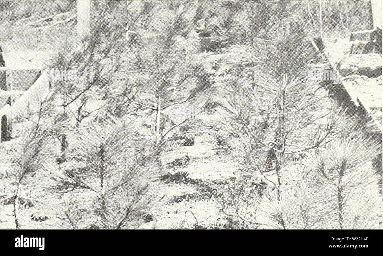 Deep rooted plants hi-res stock photography and images - Alamy