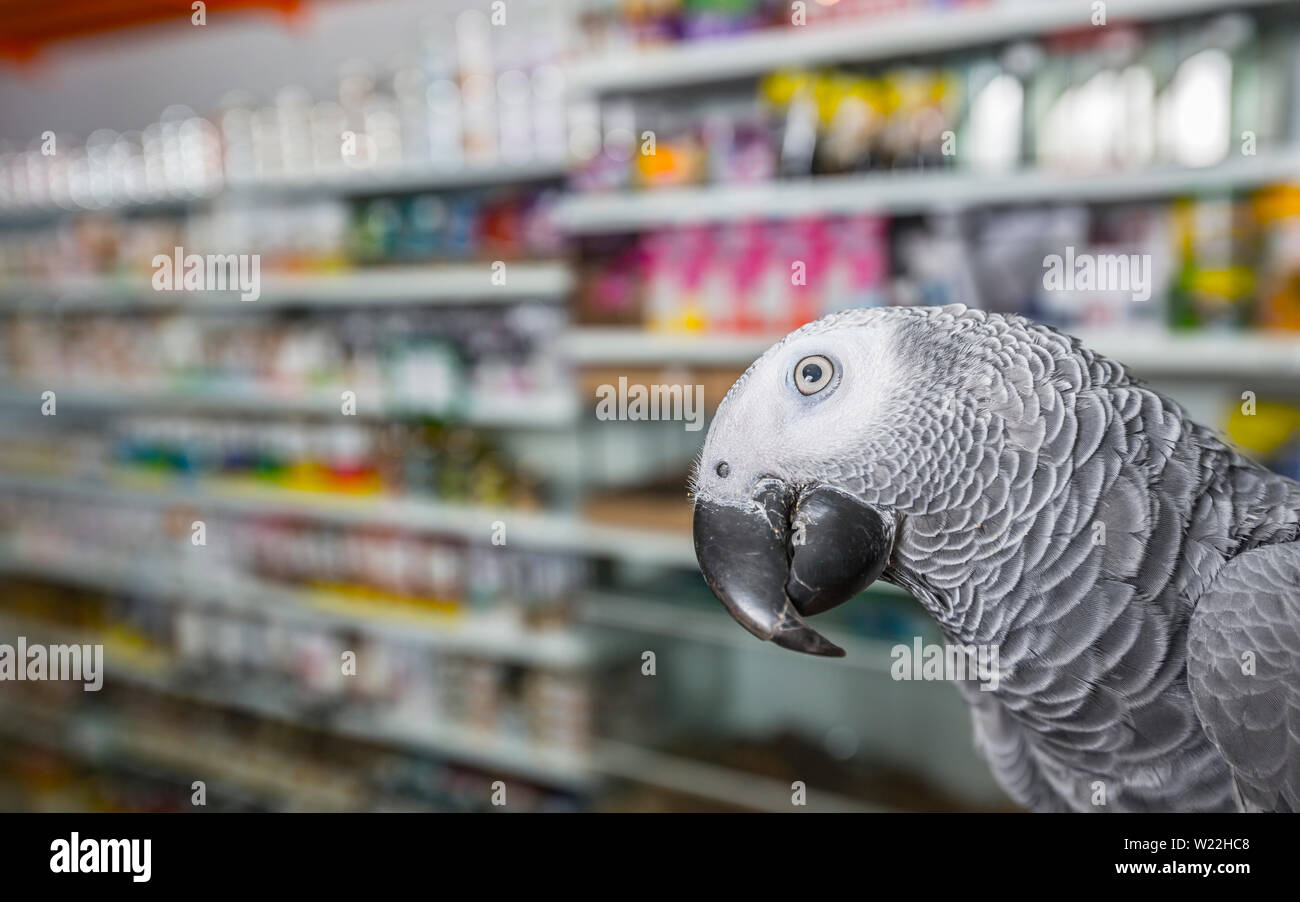 Close up African grey parrot (Psittacus erithacus) portrait in store ...