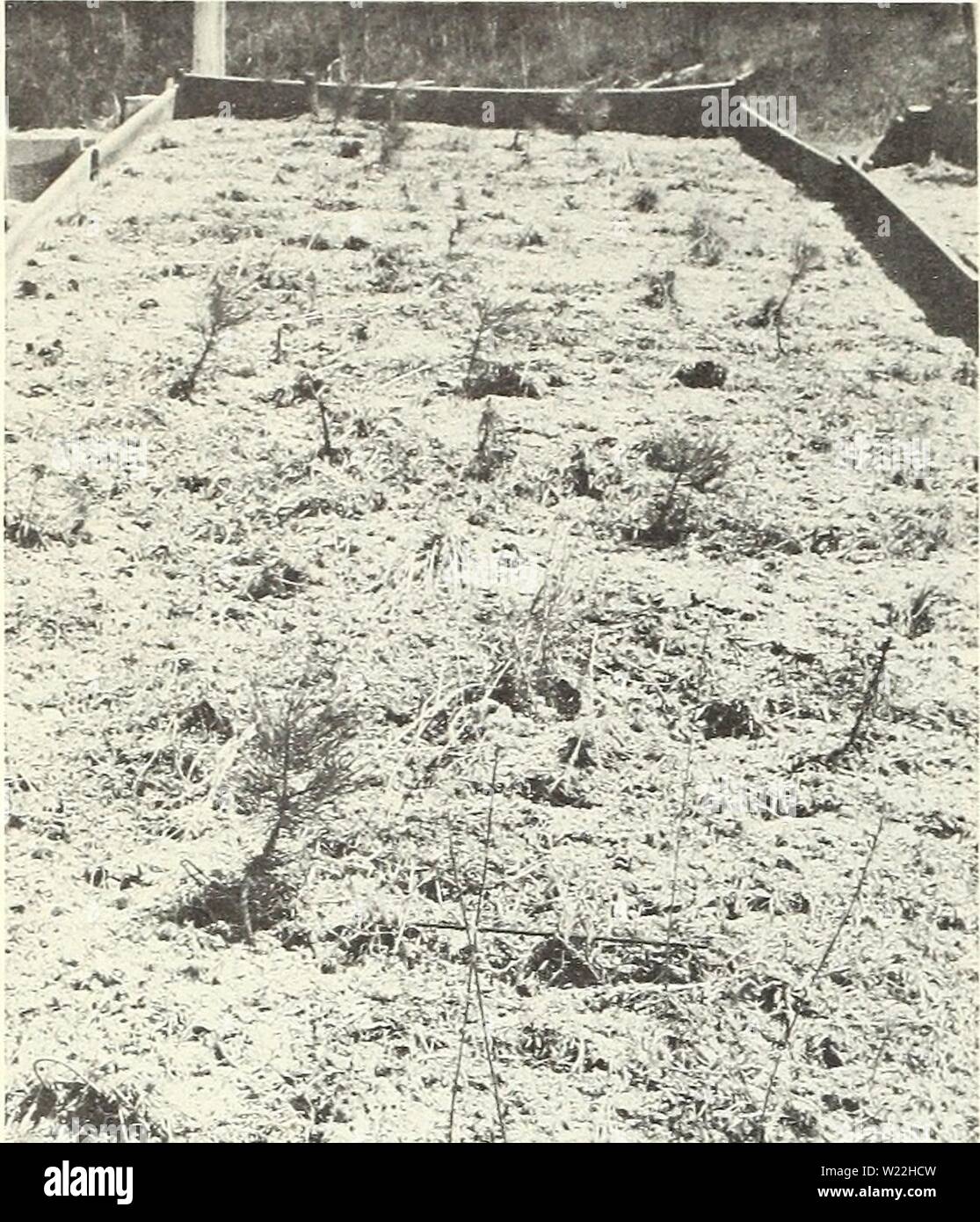 Deep rooted plants hi-res stock photography and images - Alamy