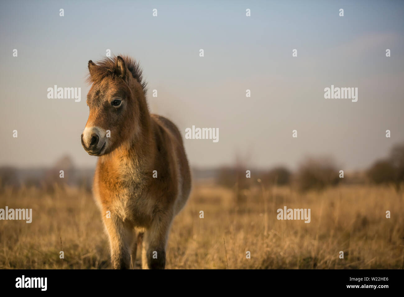 Exmoor pony isolated hi-res stock photography and images - Alamy