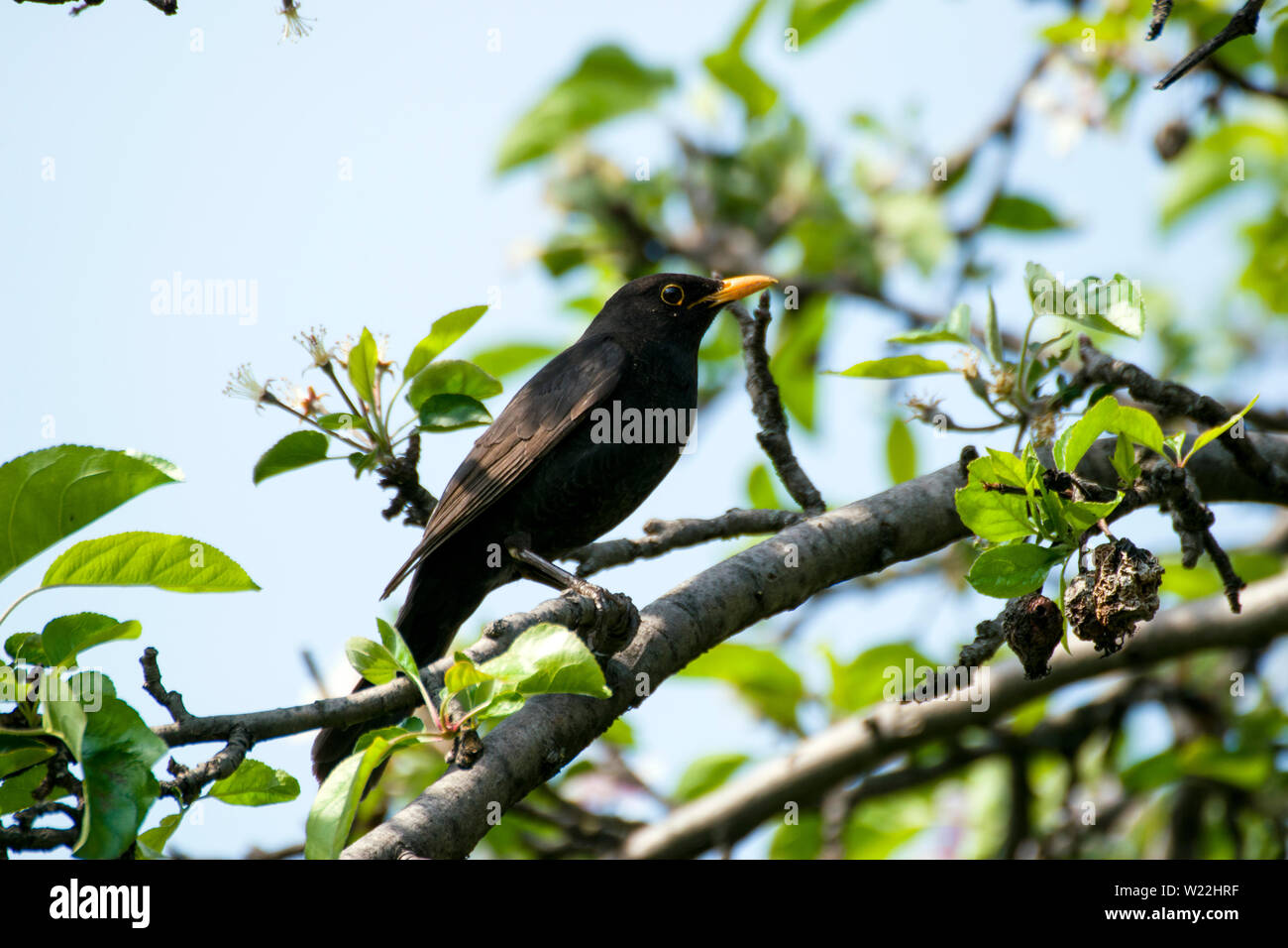 Thrush orange tree hi-res stock photography and images - Alamy