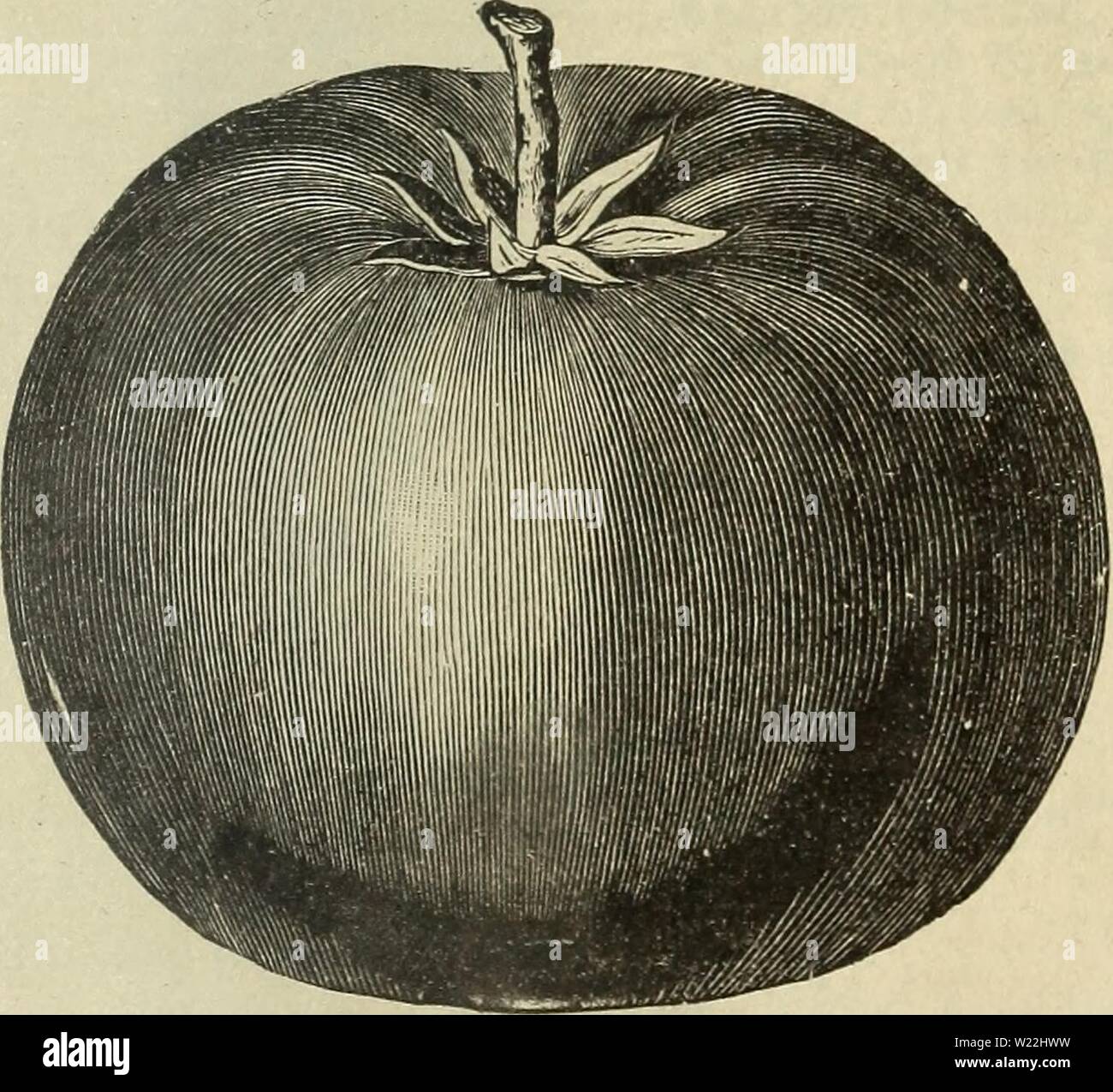 New potato varieties hi-res stock photography and images - Alamy