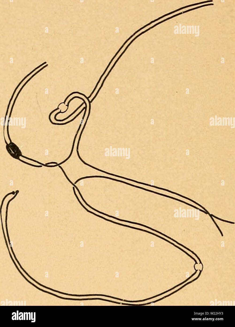 Corn anthers hi-res stock photography and images - Alamy