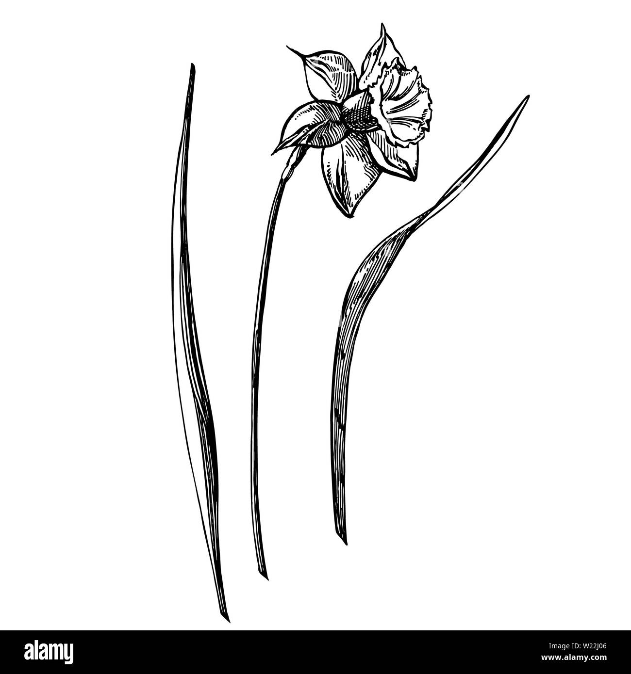 Botanical illustration daffodil Black and White Stock Photos & Images ...