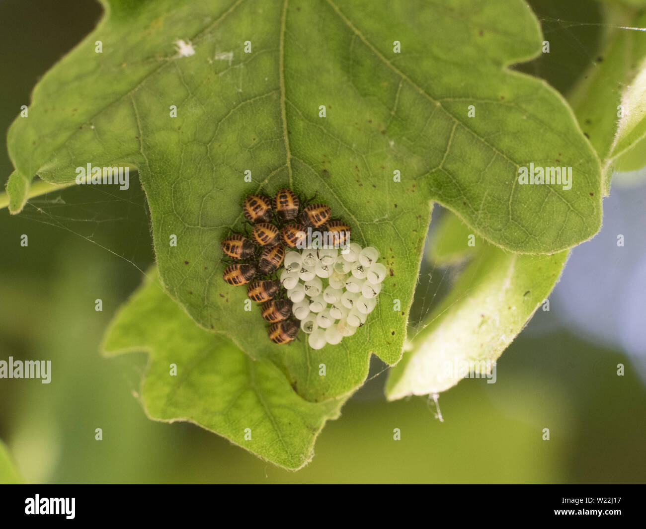 Stink bug egg hi-res stock photography and images - Alamy