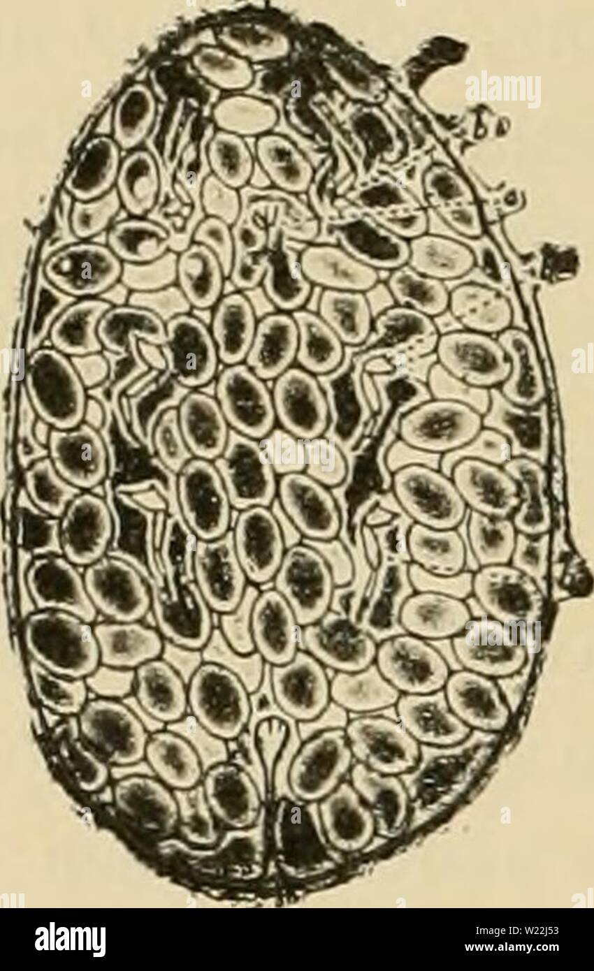 Archive image from page 19 of De dierlijke vijanden der koffiecultuur ...