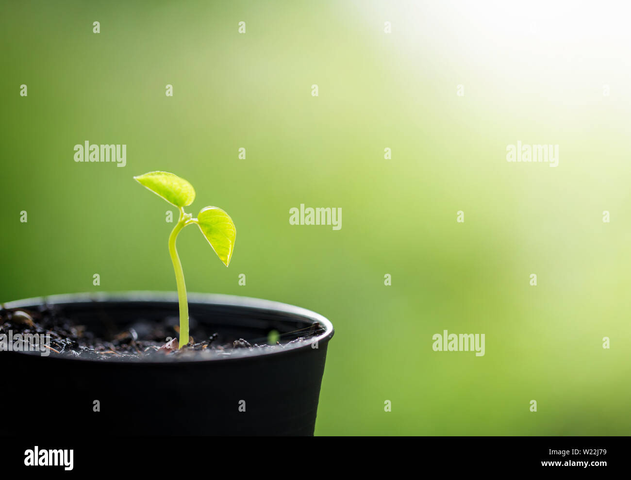 The small bean sprouts growth in pot Stock Photo - Alamy