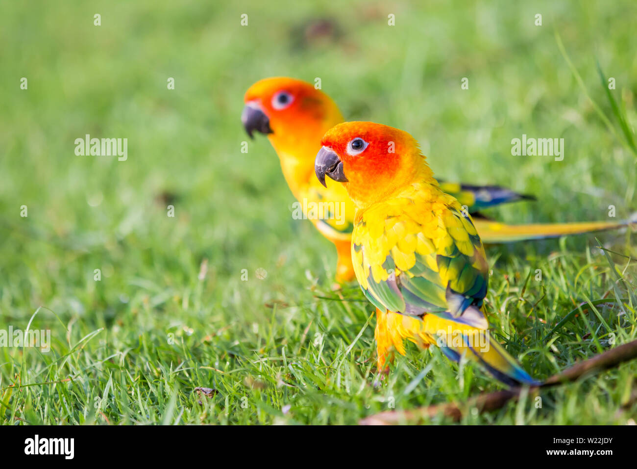 Beautiful parrots sun conure hi-res stock photography and images - Alamy