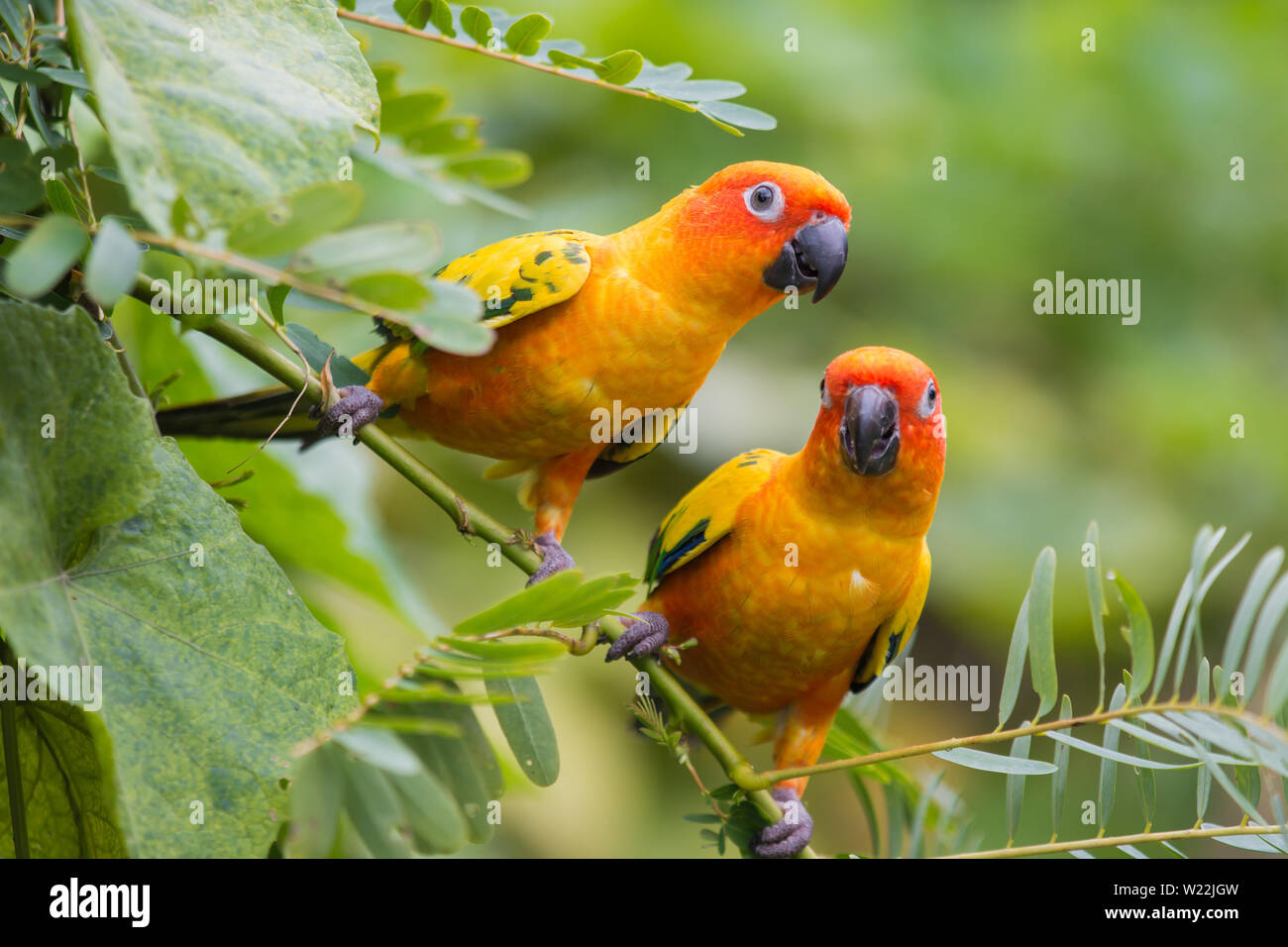 Orange and green parrot hi-res stock photography and images - Alamy