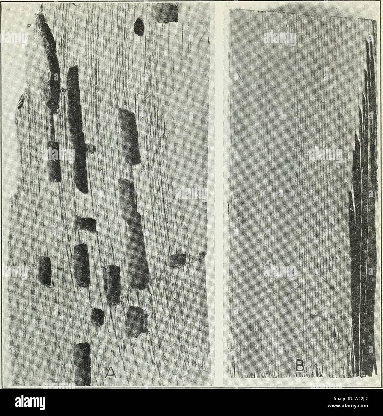 Archive image from page 20 of Defects in timber caused by. Defects in ...