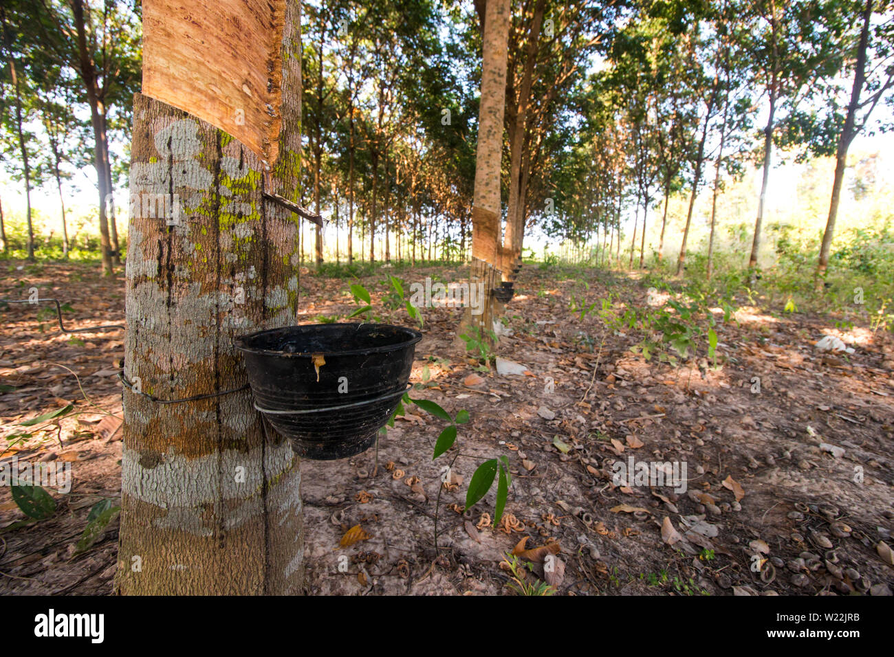 Rubber tree hi-res stock photography and images - Alamy