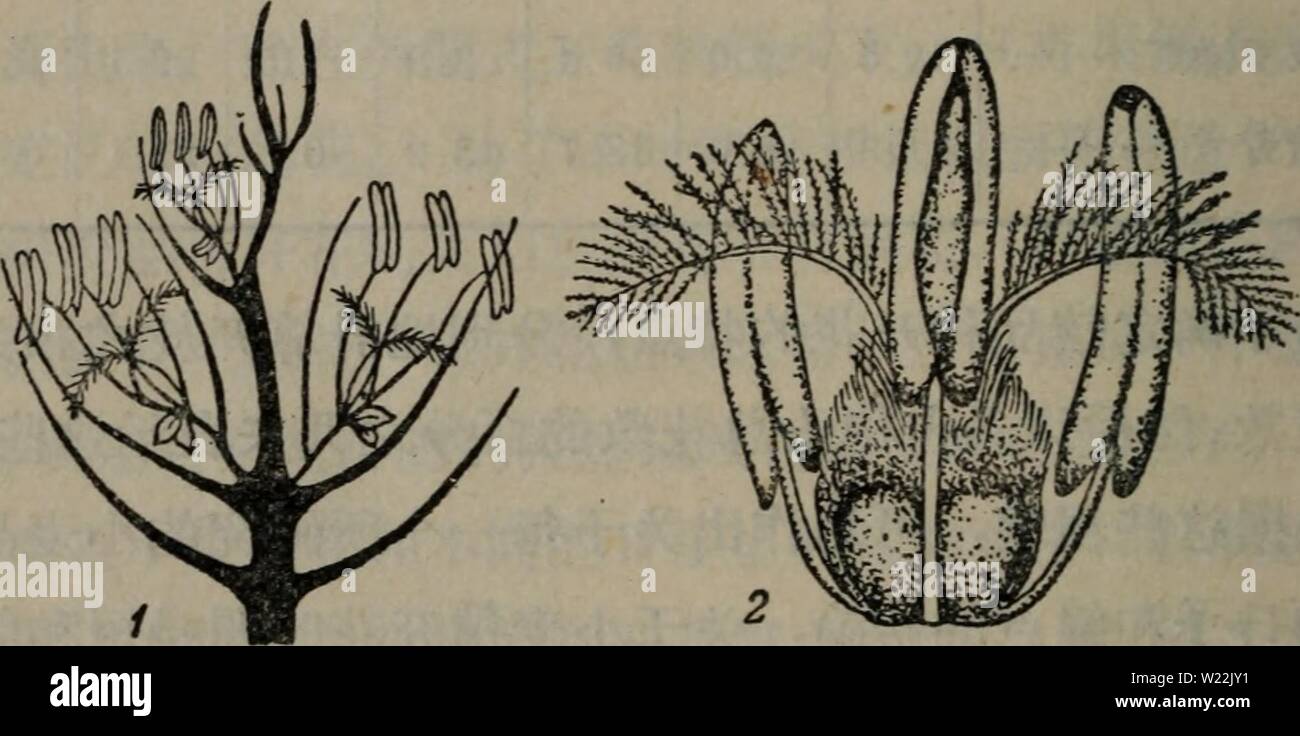 Zhi of han hi-res stock photography and images - Alamy