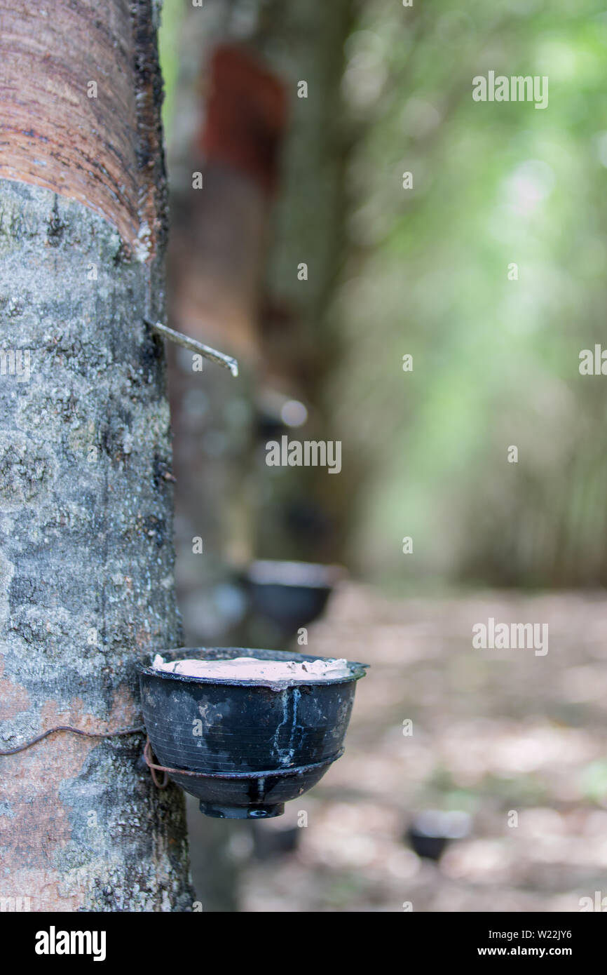 Rubber tapping sri lanka hi-res stock photography and images - Alamy