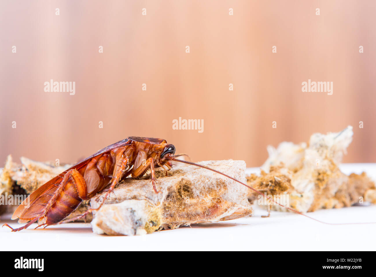 Cockroaches food hi-res stock photography and images - Alamy