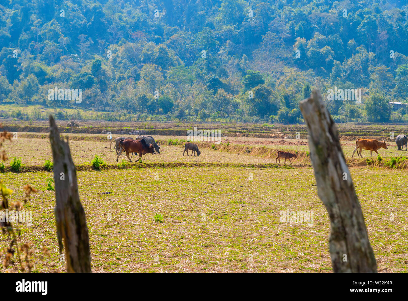 Herd of cows outside, Vang Vieng, Laos Stock Photo - Alamy