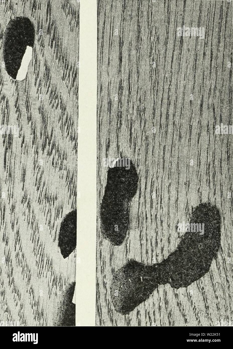 Archive image from page 21 of Defects in timber caused by Stock Photo ...
