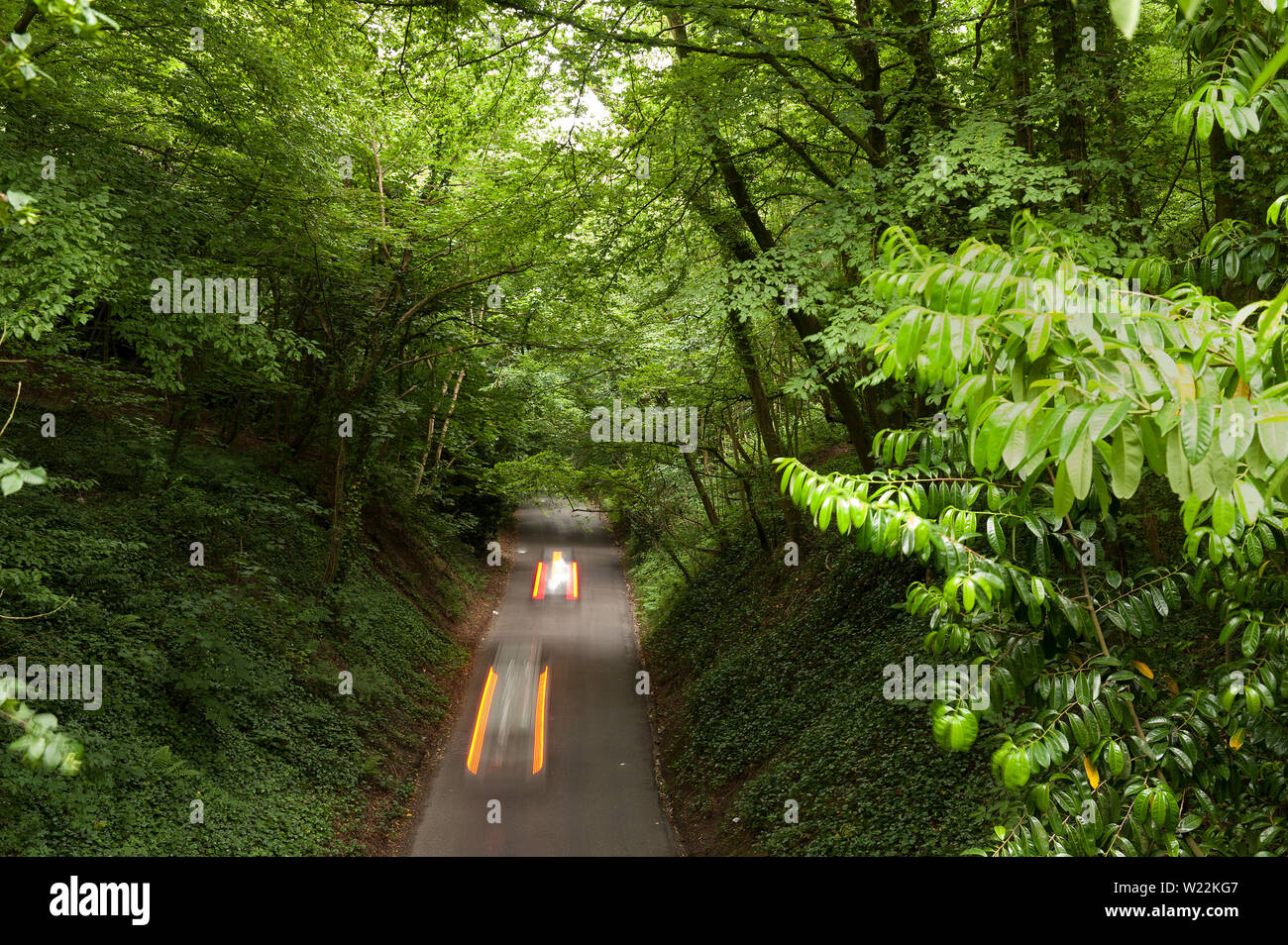 Narrow steep country lane, Vigo Hill, with large overhanging deciduous ...