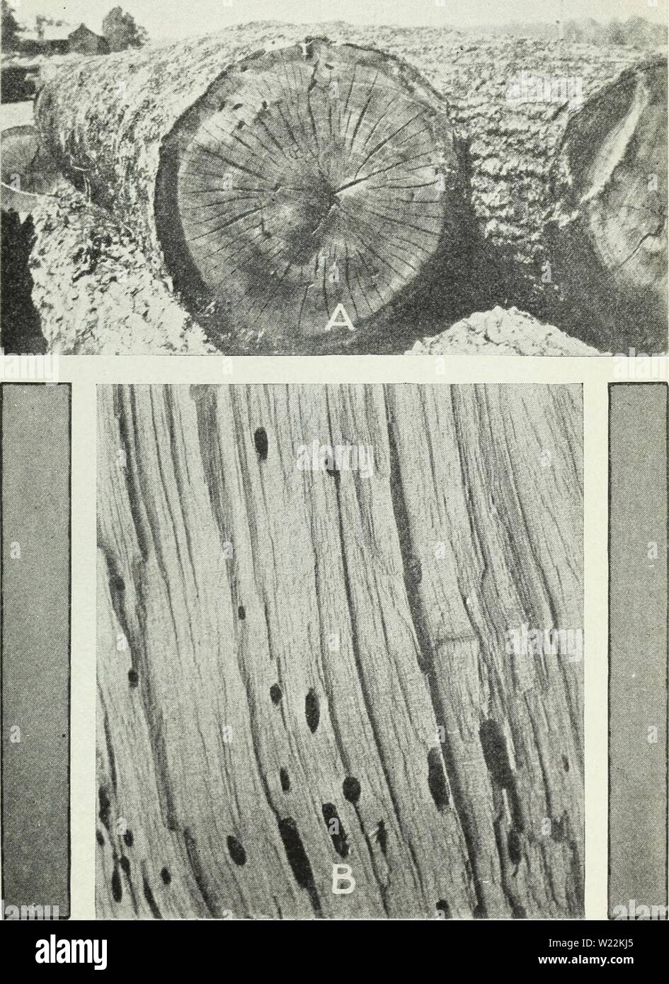 Archive image from page 22 of Defects in timber caused by Stock Photo ...