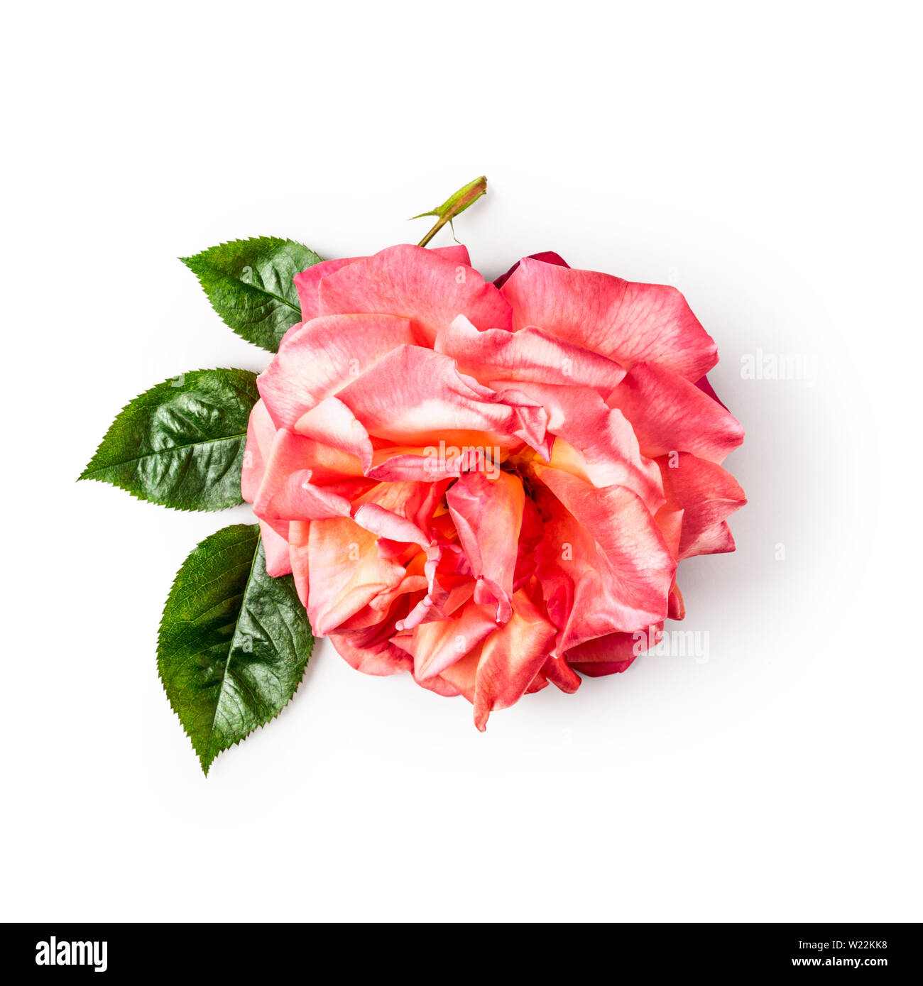 Beautiful nature large bush Cut Out Stock Images & Pictures - Alamy