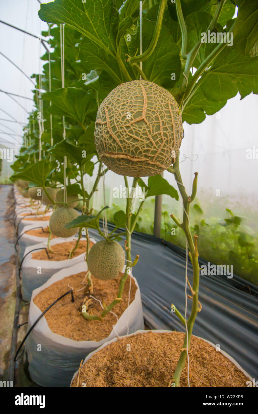 Watermelon field house hi-res stock photography and images - Alamy