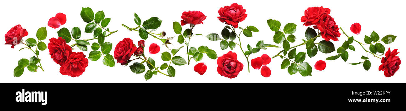 Beautiful red rose flowers composition isolated on white background ...