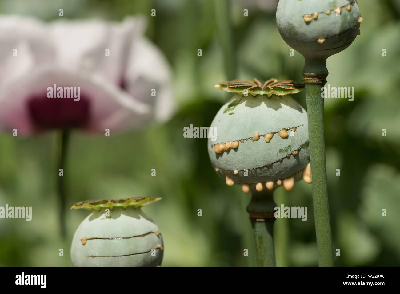 Dried latex, Lachryma papaveris, from the opium poppy, Papaver ...