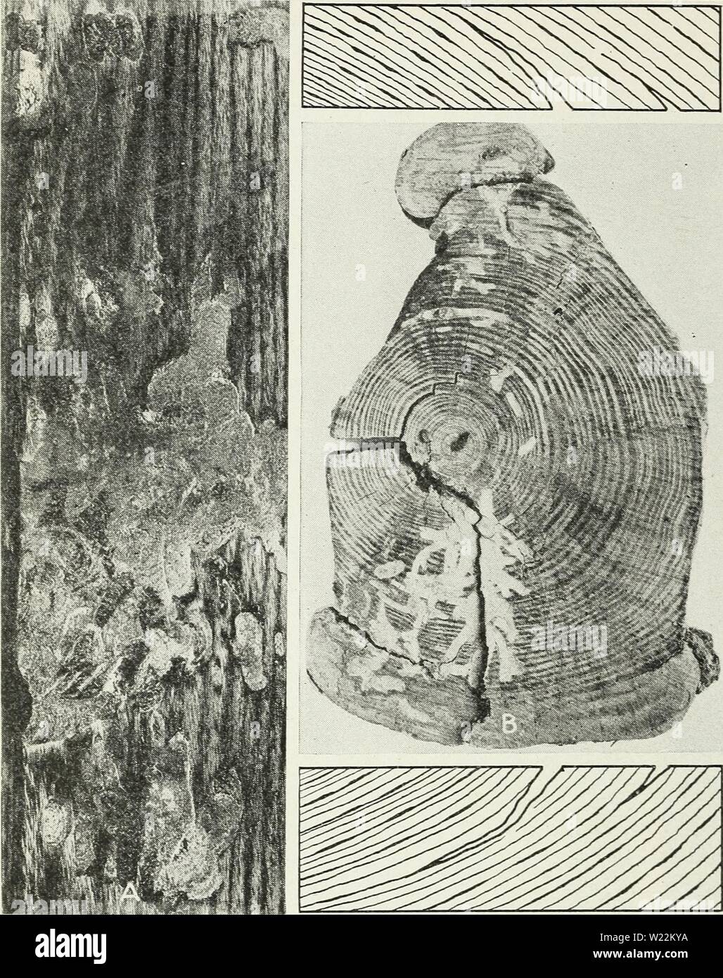 Defects in timber hi-res stock photography and images - Alamy