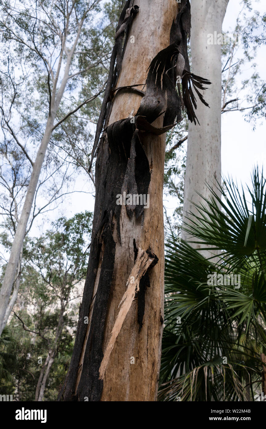 A Paperbark tree in the Eucalyptus forest within the Carnarvon Gorge ...