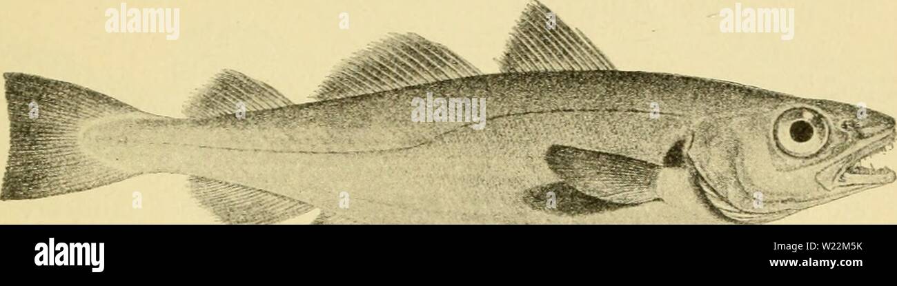 Archive image from page 24 of Danmarks fauna; illustrerede haandbøger ...