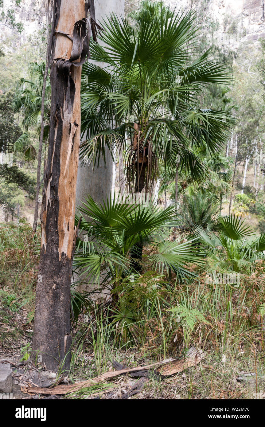 A Paperbark tree and a Cycad plant in the Eucalyptus forest within the ...