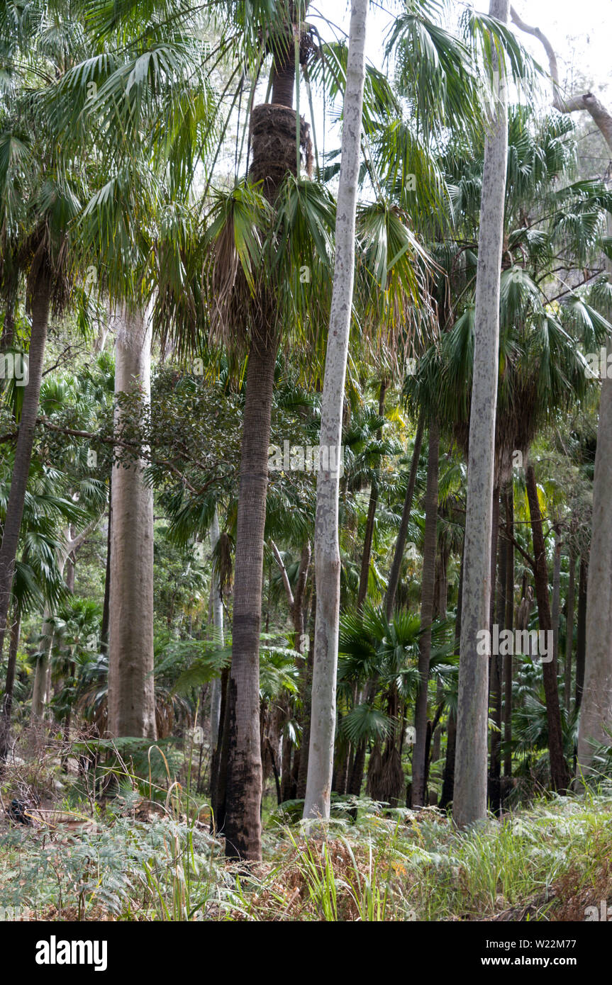 Australian Native Palm Trees High Resolution Stock Photography and ...