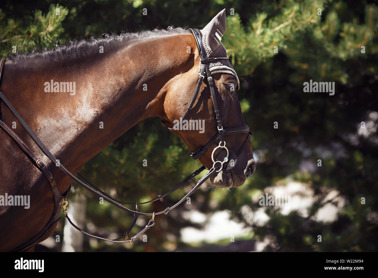 Bridle bit hi-res stock photography and images - Alamy