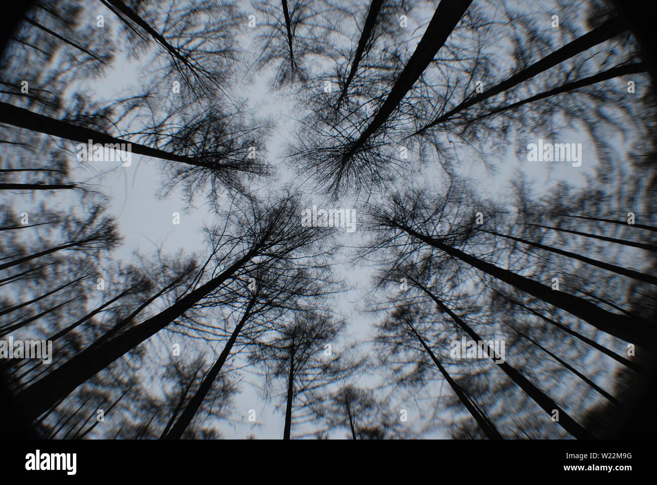 Fisheye view of Grizedale Forest Stock Photo - Alamy