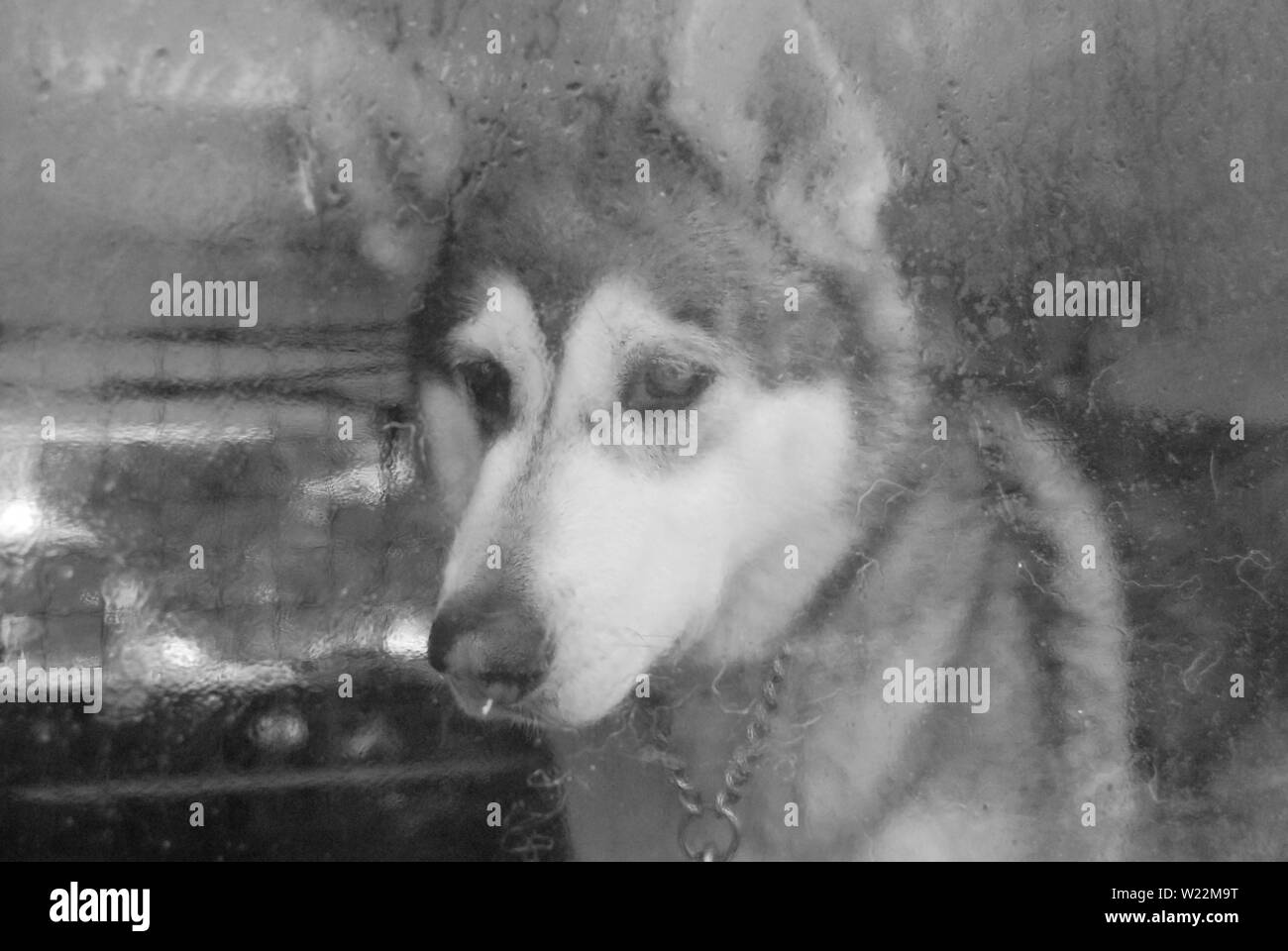 Husky through a rainy window Stock Photo - Alamy