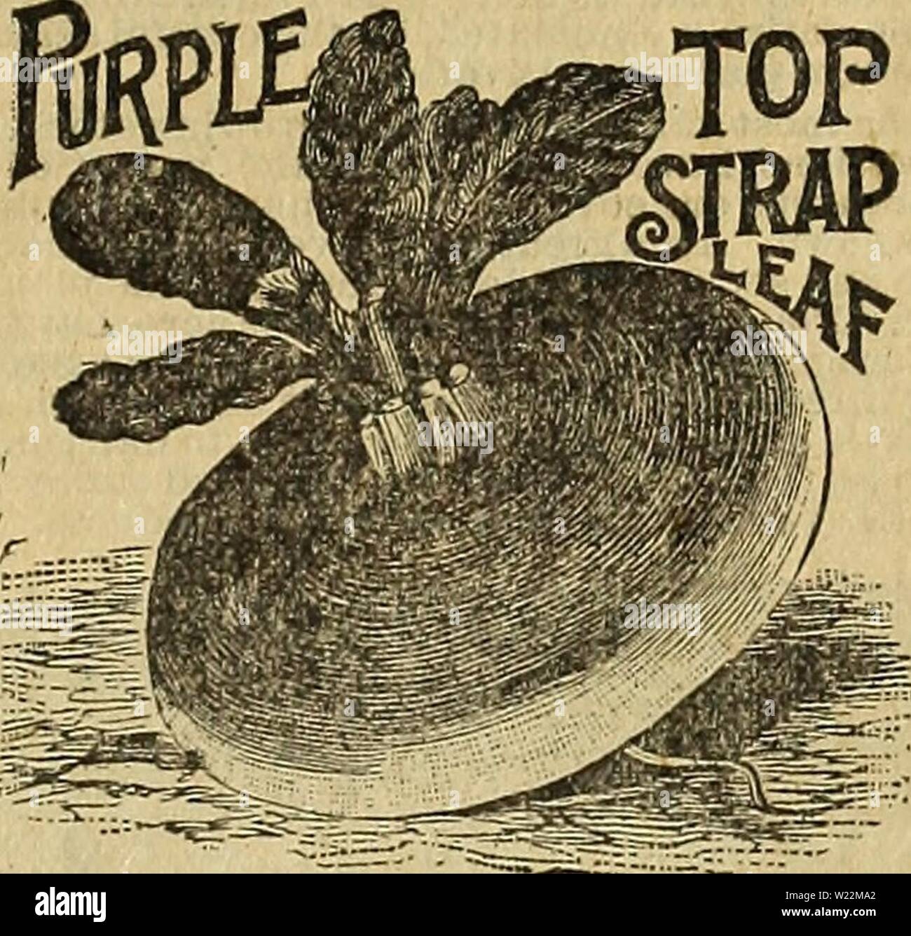 Archive image from page 24 of Delano Bros' seed catalogue of Stock ...